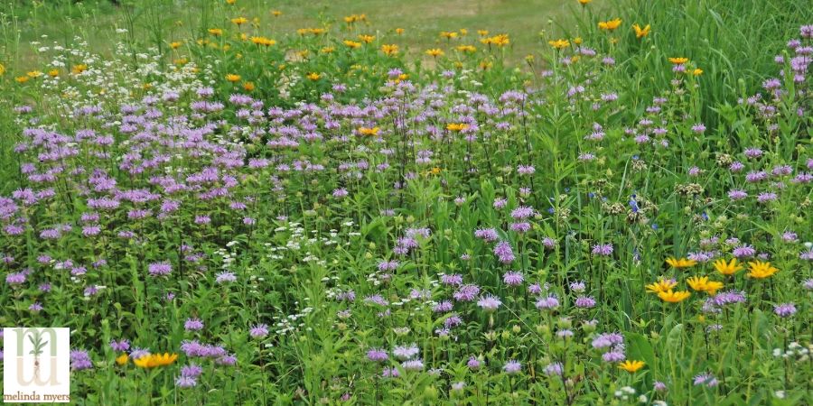 How to Add Native Plants to Your Landscape