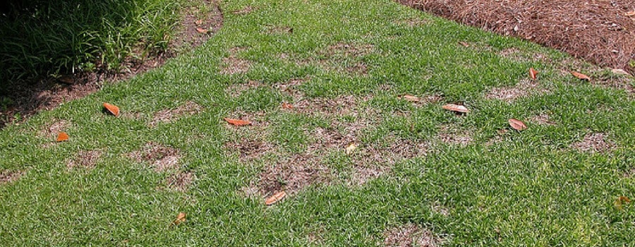 Summer Lawns Drought, Dormancy, and Disease | Milorganite
